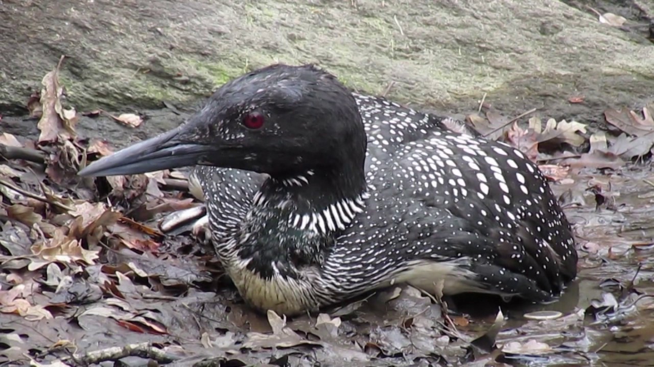 Filming the Feathers: Common Loons - YouTube