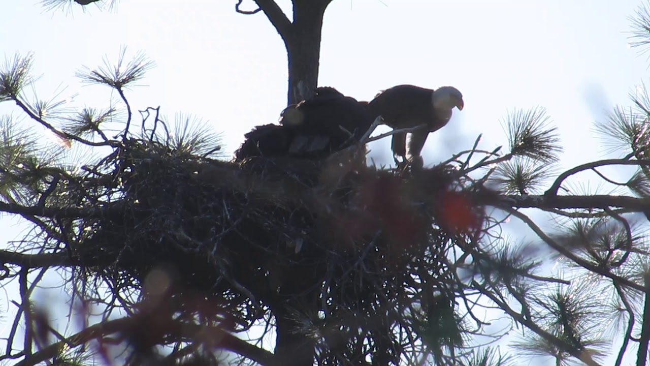 Red tailed Hawklet~Family Feeding Time - YouTube