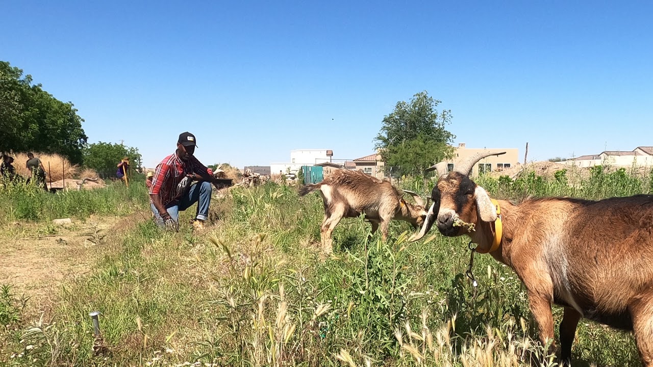 Taylor Hood Farms Live Stream - YouTube