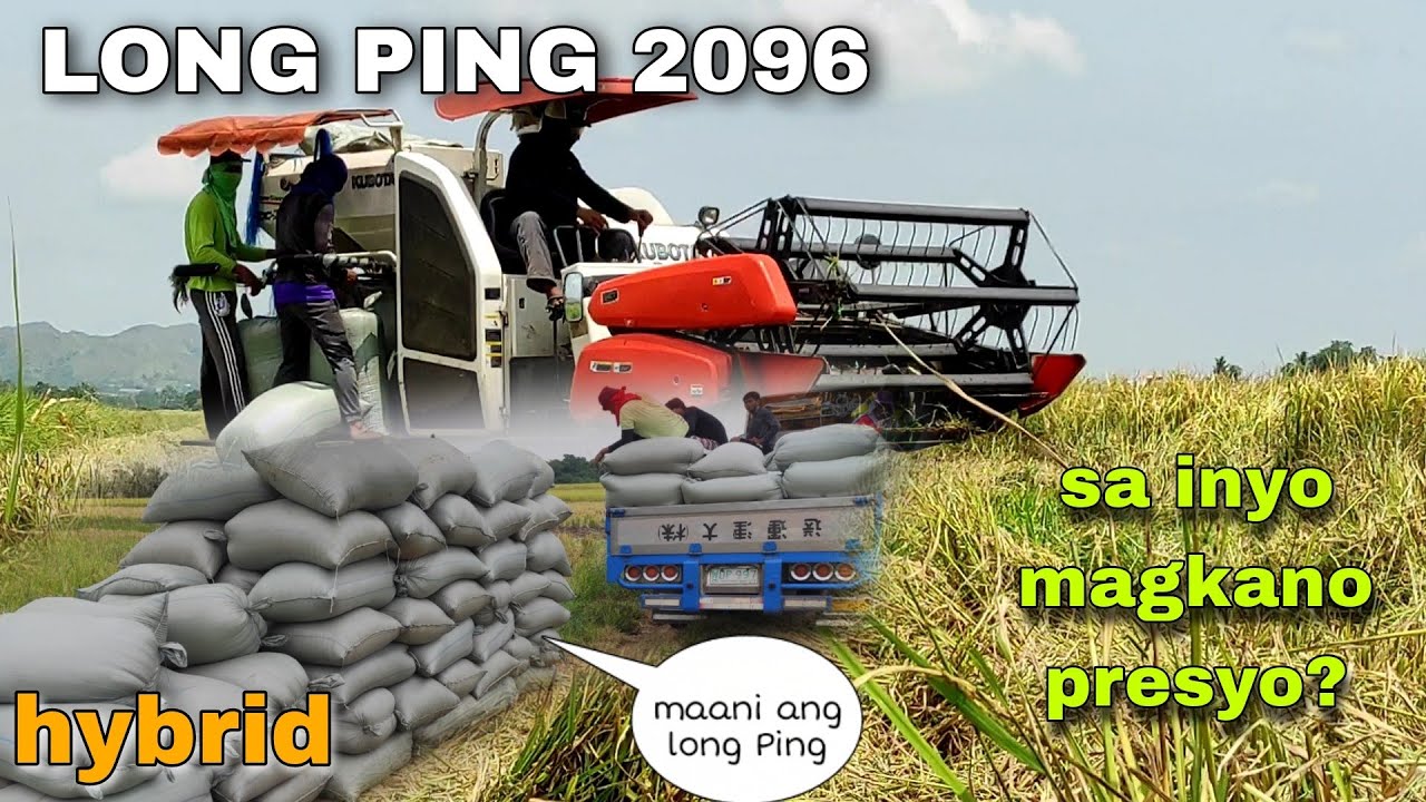 Long Ping 2096 Harvest (wet season) - YouTube