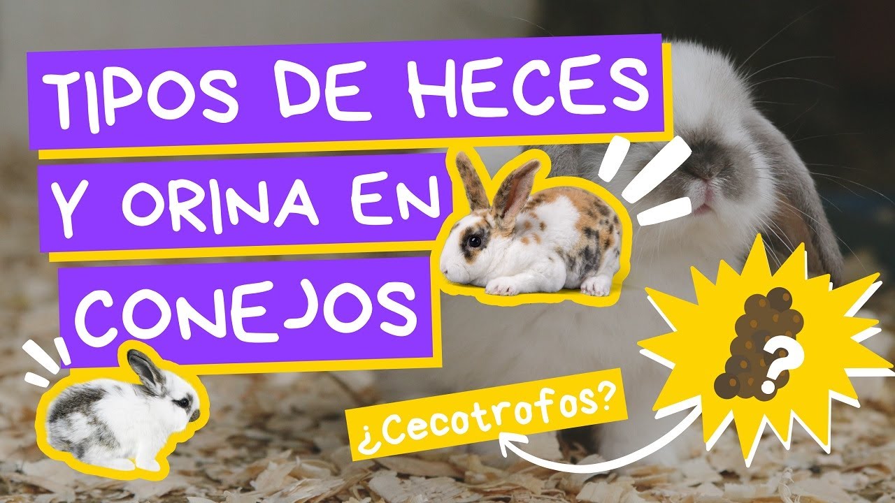TIPOS DE HECES Y ORINA EN CONEJOS - Hablando de Mascotas - YouTube