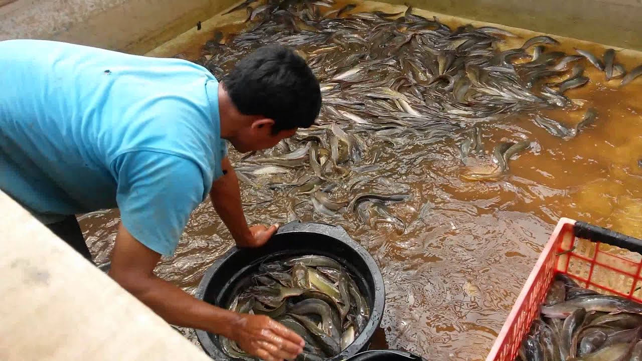 Panen lele - YouTube