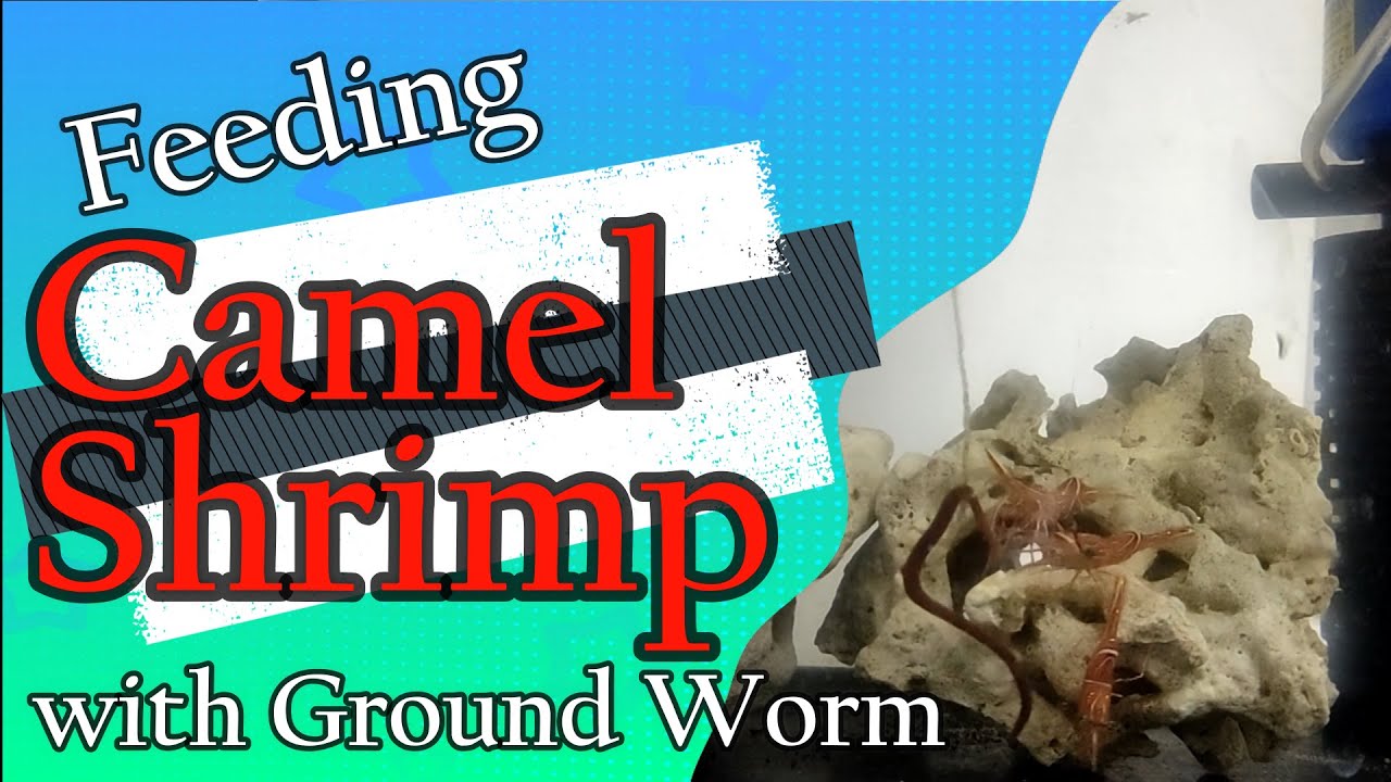 FEEDING CAMEL SHRIMP WITH GROUND WORM - YouTube