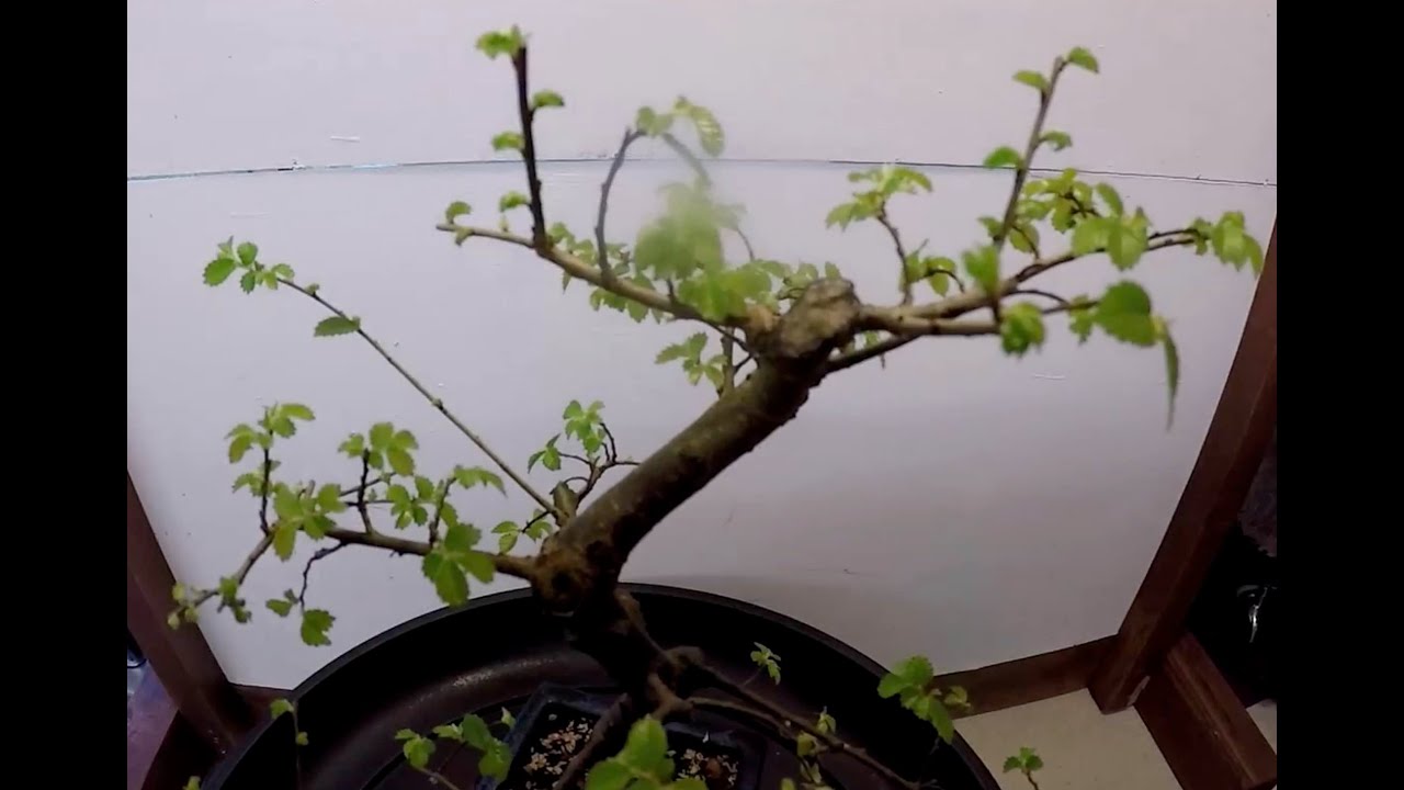 Four year old Chinese Elm from cutting root and branch prune and repot ...