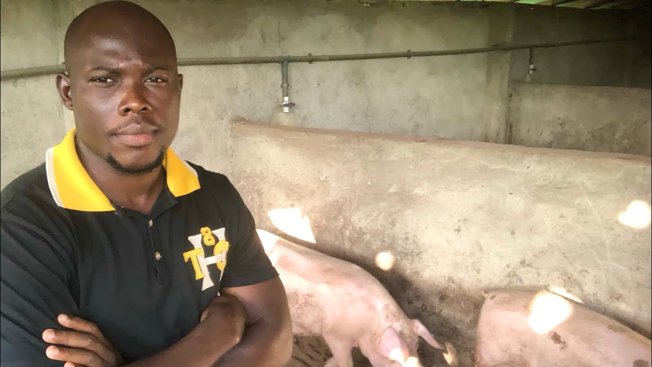Common Reasons Why People Fail In Piggery Business - YouTube