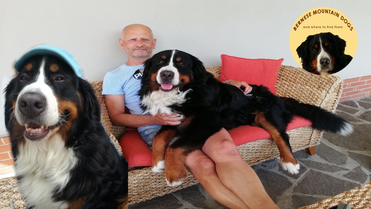 MY DOG NEEDS A HUG! Sweet Bernese Mountain dog! - YouTube