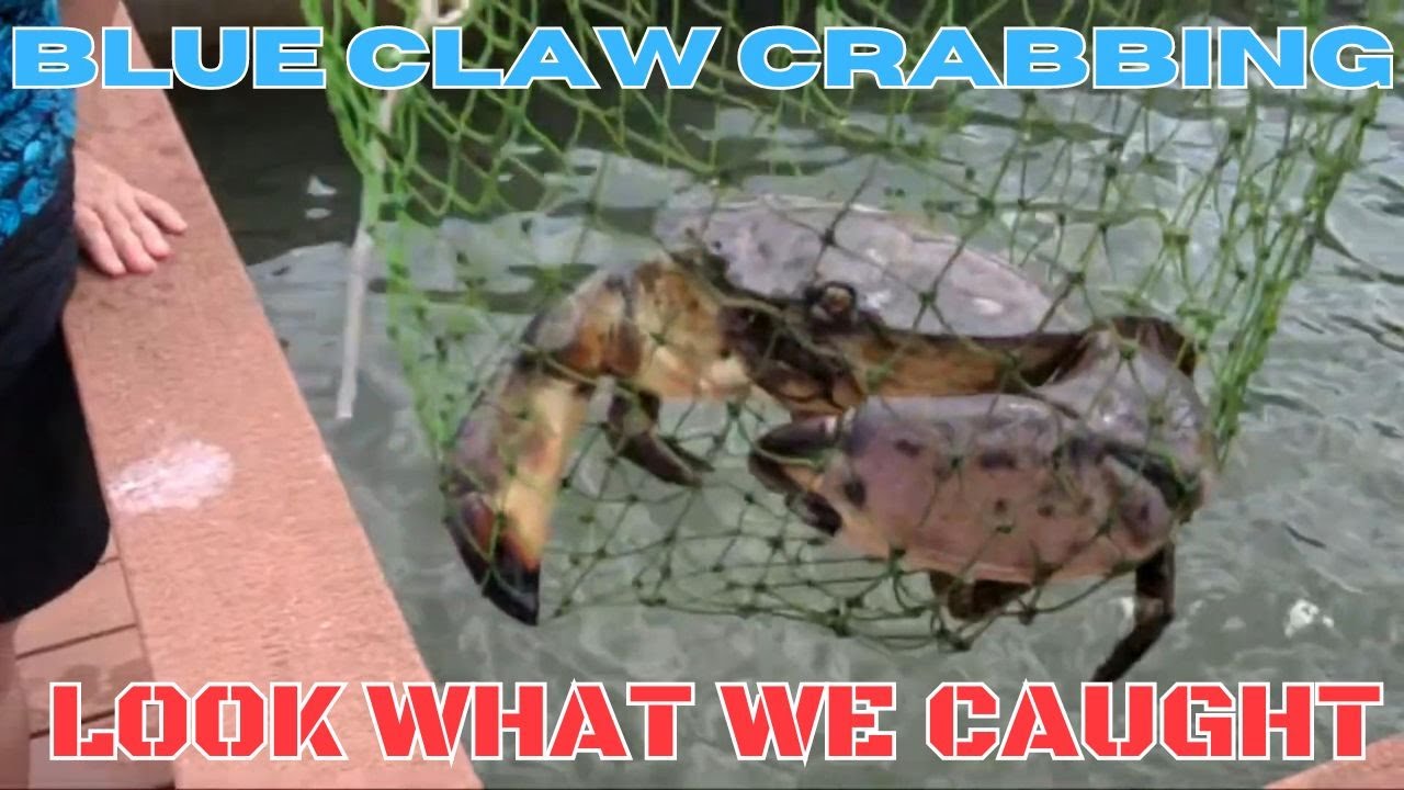 FLORIDA Stone Crabs while Crabbing for Blue Claw Crabs - YouTube