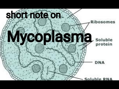 Short note on Mycoplasma/ Mycoplasma / characteristics/ chemical ...