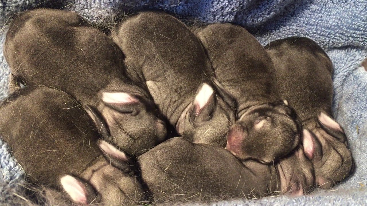 American Chinchilla Rabbit Babies - 6 days old - YouTube