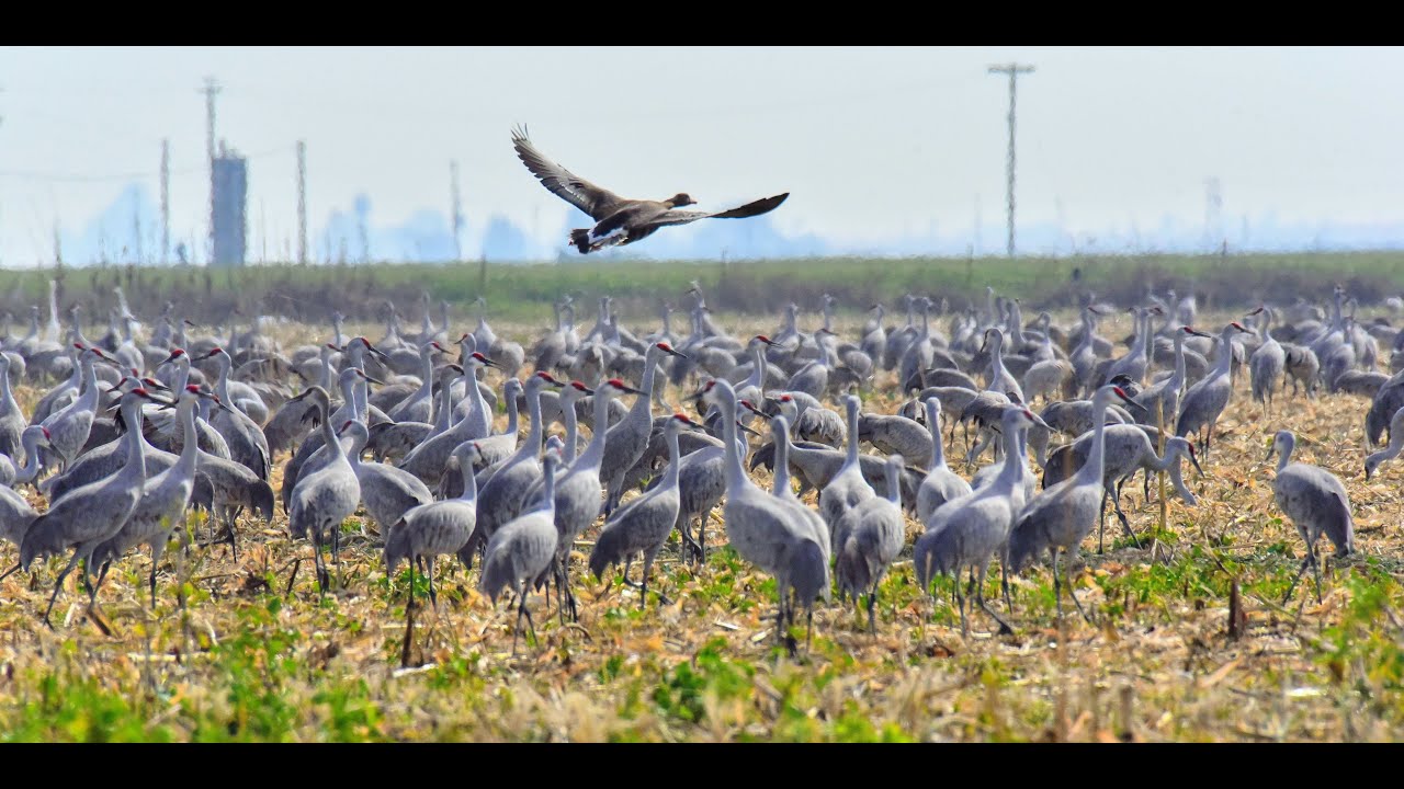 Merced National wildlife Refuge on March 2022 - YouTube