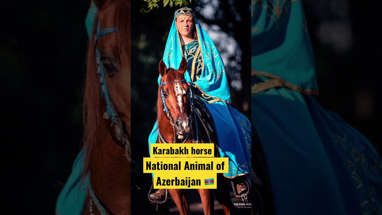 National Animal of Azerbaijan 🇦🇿/Karabakh horse - YouTube