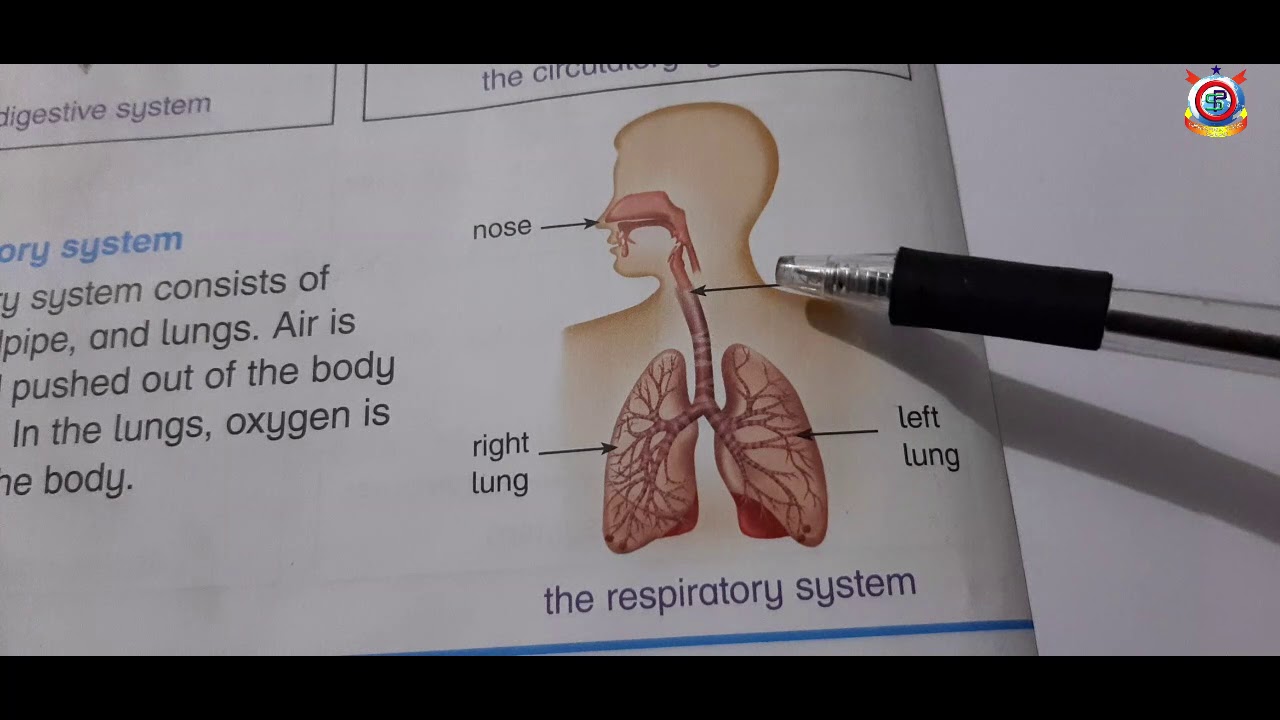 Class Three Science Lecture 8 The Respiratory System - YouTube