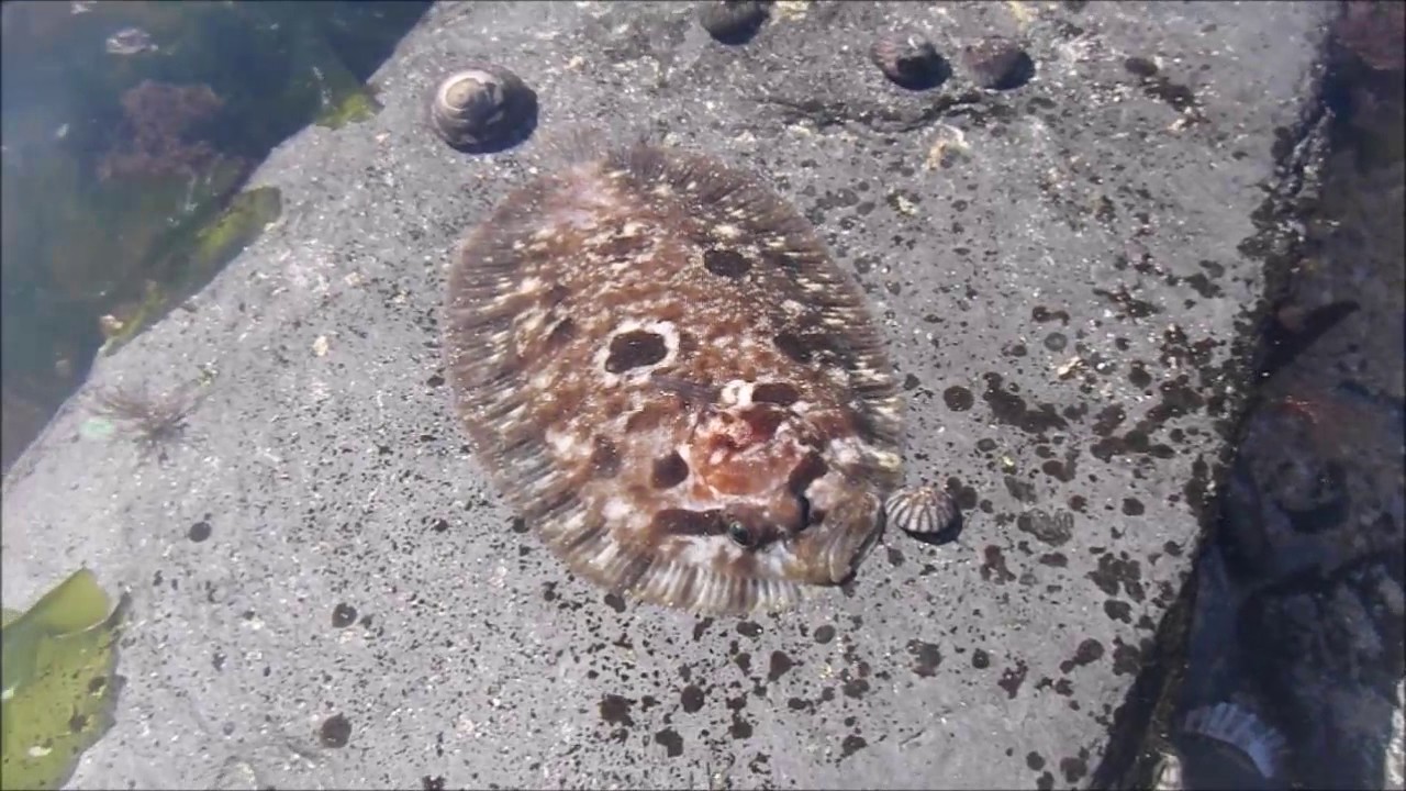 Rockpooling at Trevone Bay's Rocky Beach Near Padstow Cornwall 2nd ...