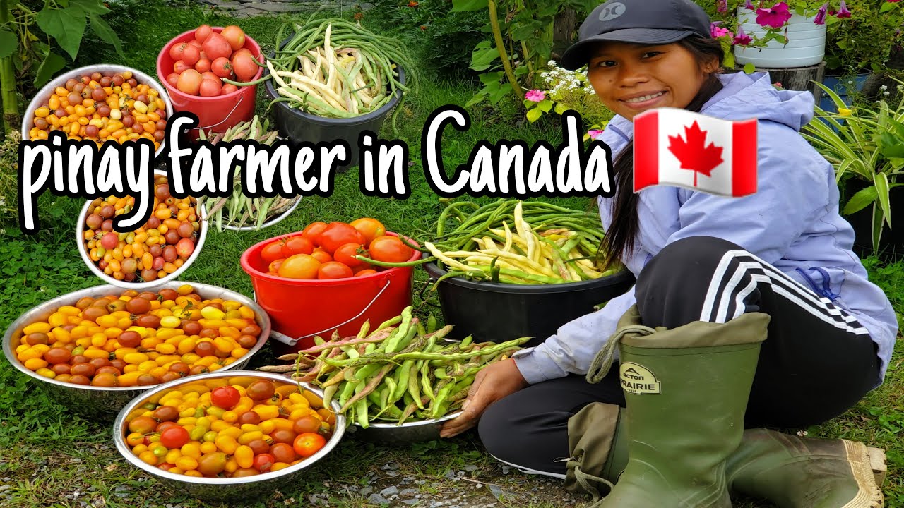 GRABI DAMING KAMATIS,BEANS SITAW SA AKING GARDEN DITO SA CANADA LIBRE ...
