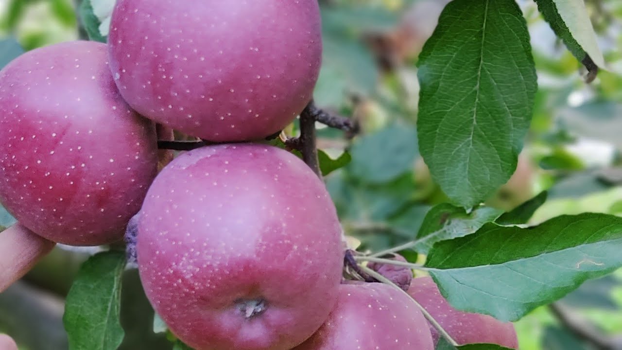 My Apple Orchard in Kullu Manali | Apple Harvesting start with in few ...