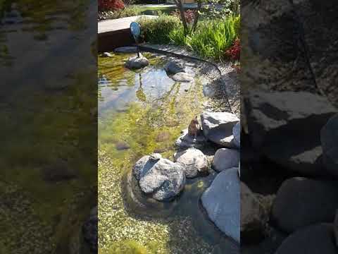 2018 Kedicik SU İçiyor Kapınızın Önüne Bir Kap Su Bırakınız