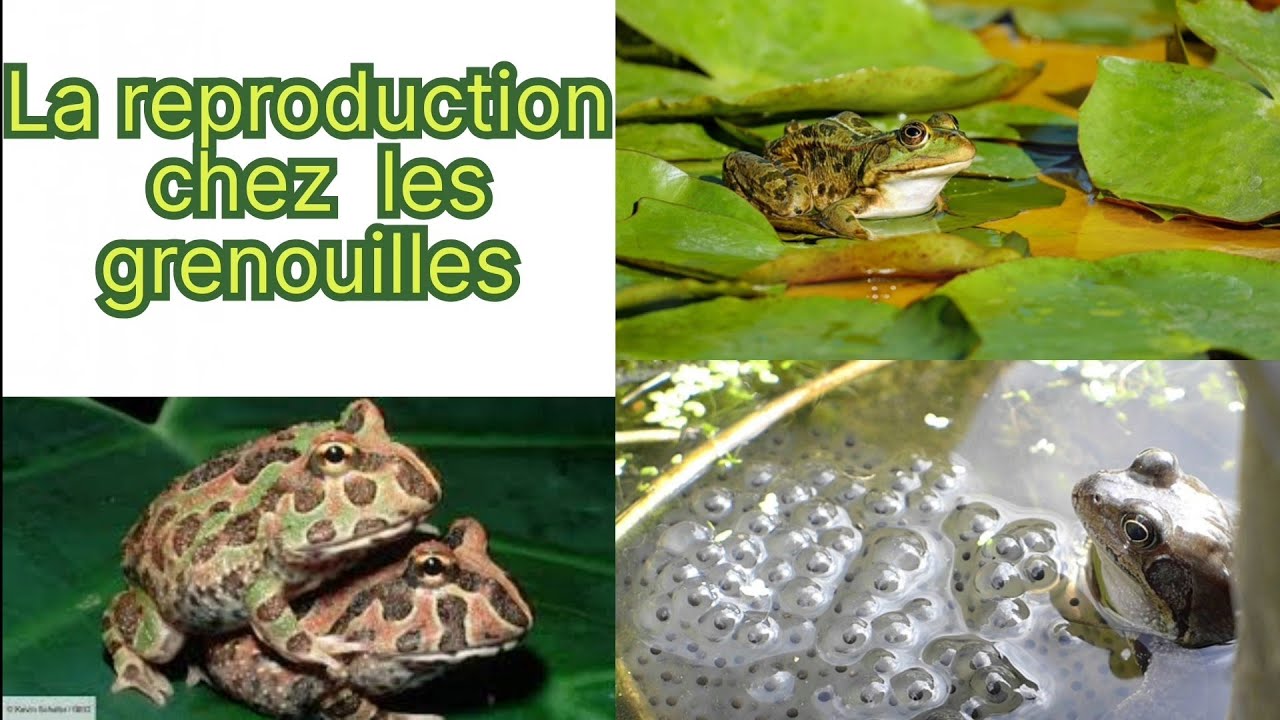 SVT 2AC la reproduction sexuée chez les grenouilles - YouTube