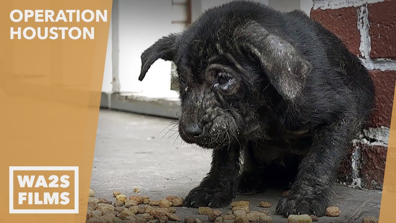 Mangy Starving Puppy Panda Rescued & Helps Save Dog on Heavy Chain ...