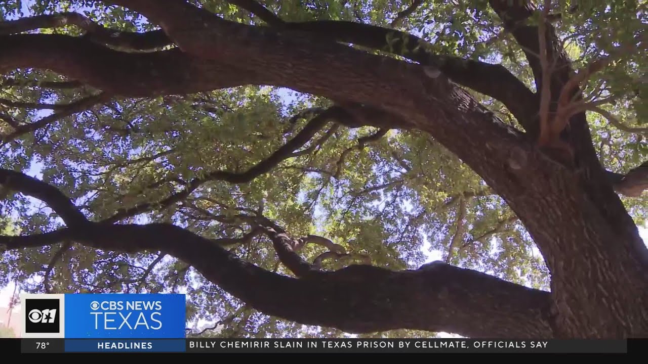 Climate Connection: The benefit of just one tree - YouTube