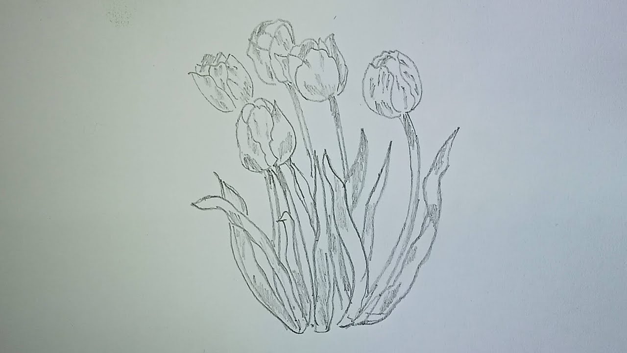 cara mudah menggambar bunga tulip menggunakan pensil - YouTube