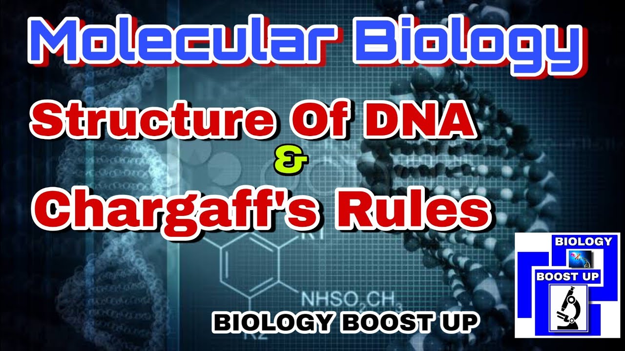 Molecular Biology // DNA Structure // Chargaff's Rules. - YouTube