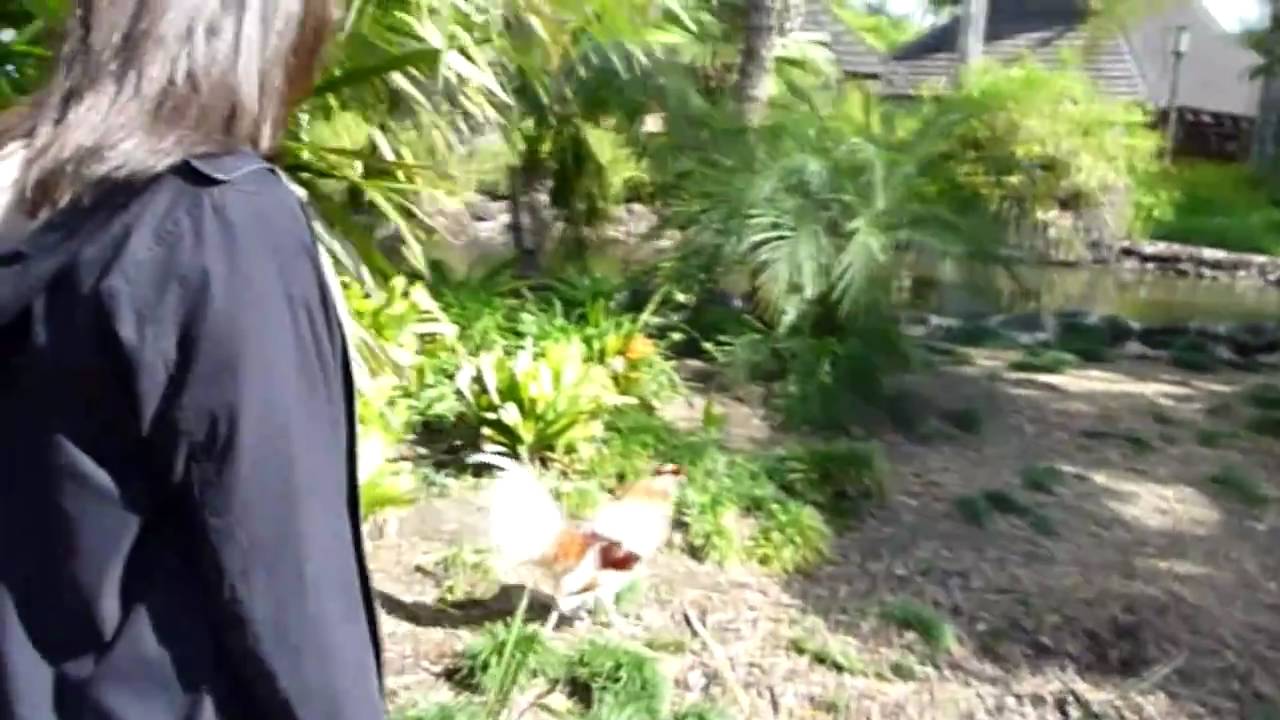 Chasing Chickens - YouTube