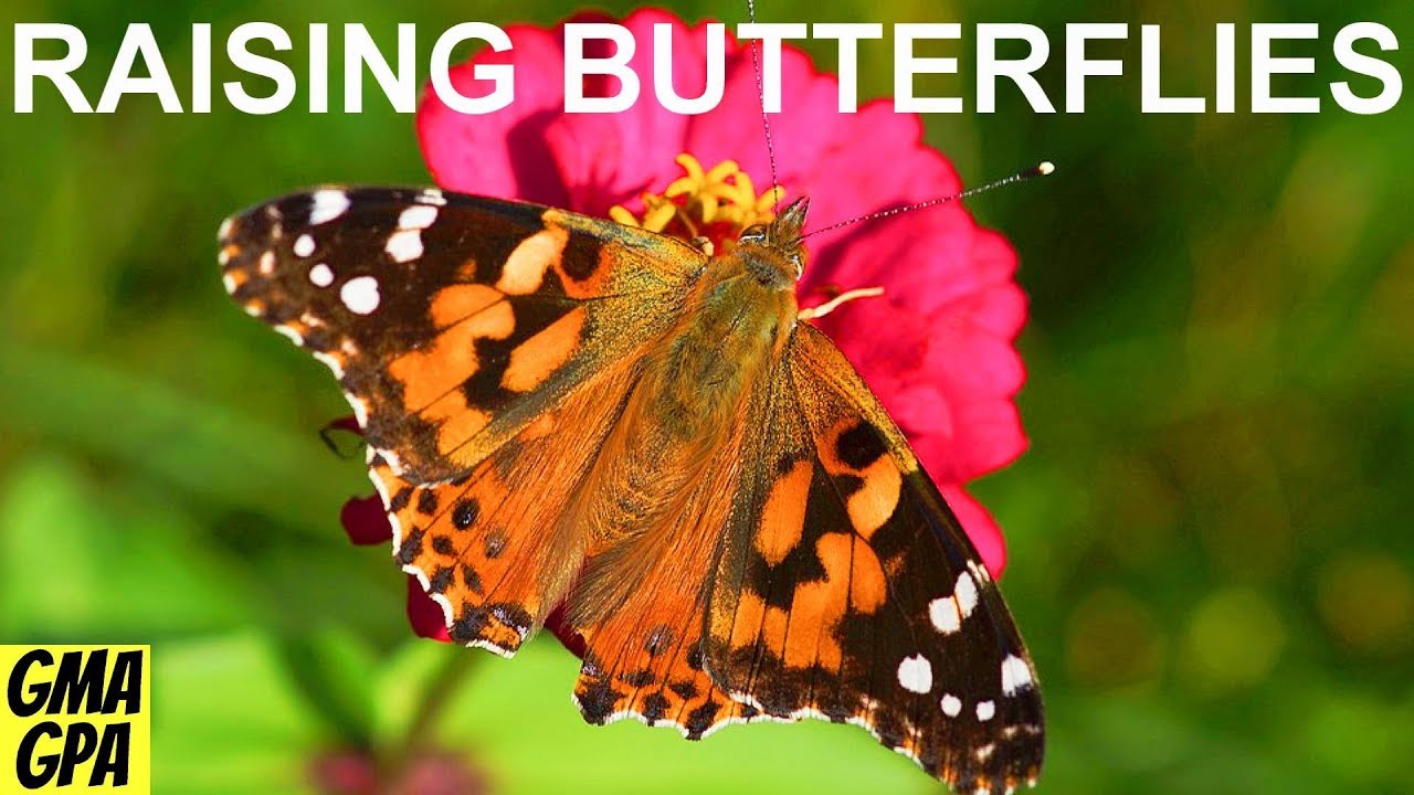 Raising Butterflies With Our Grandson Using The Butterfly Farm Kit From ...