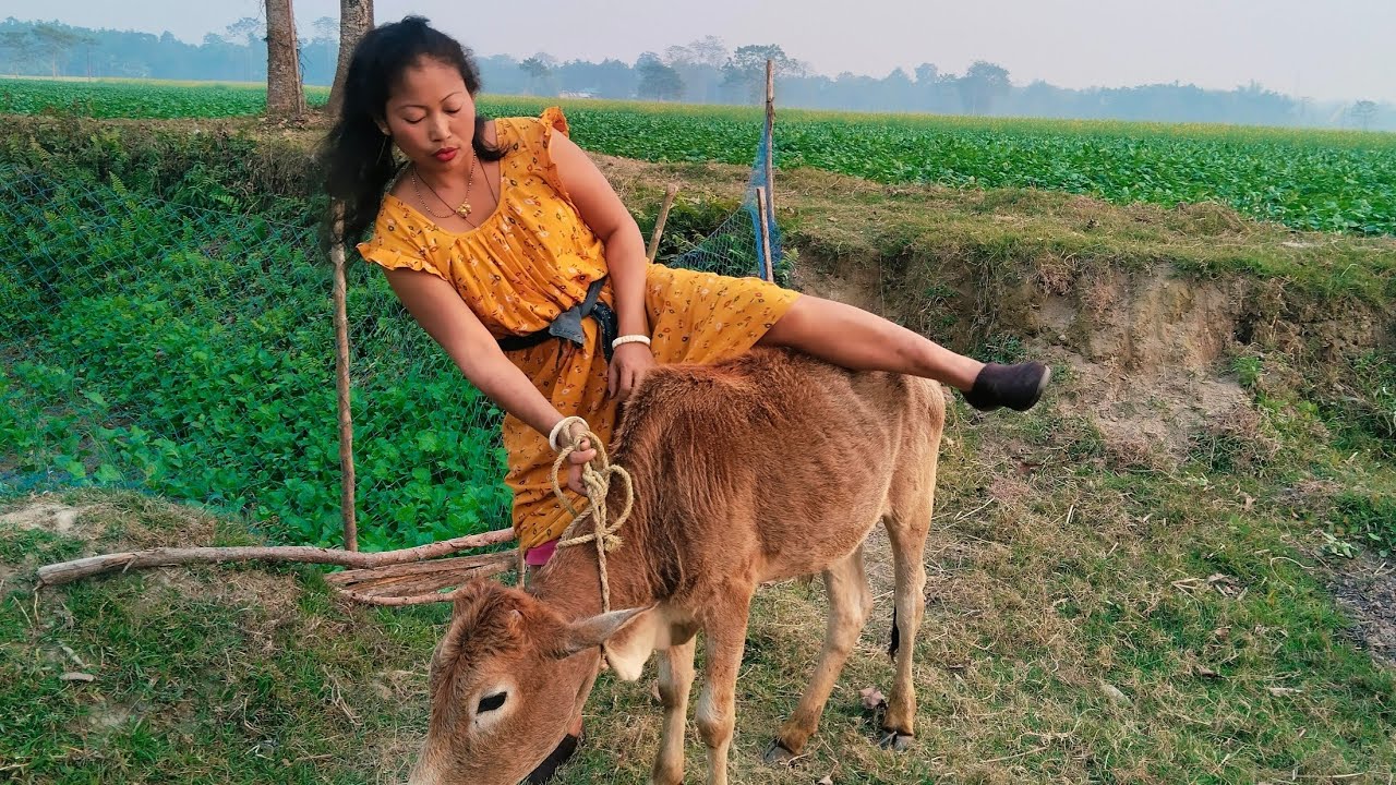 cow sitting village | cow riding | riding ♥️😍 - YouTube