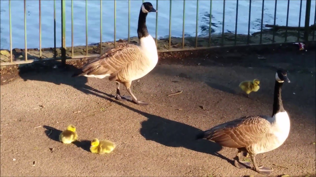 BABY GOSLINGS! - YouTube