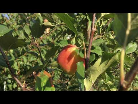 Яблоня Амбасси (клон Делькорф) - YouTube
