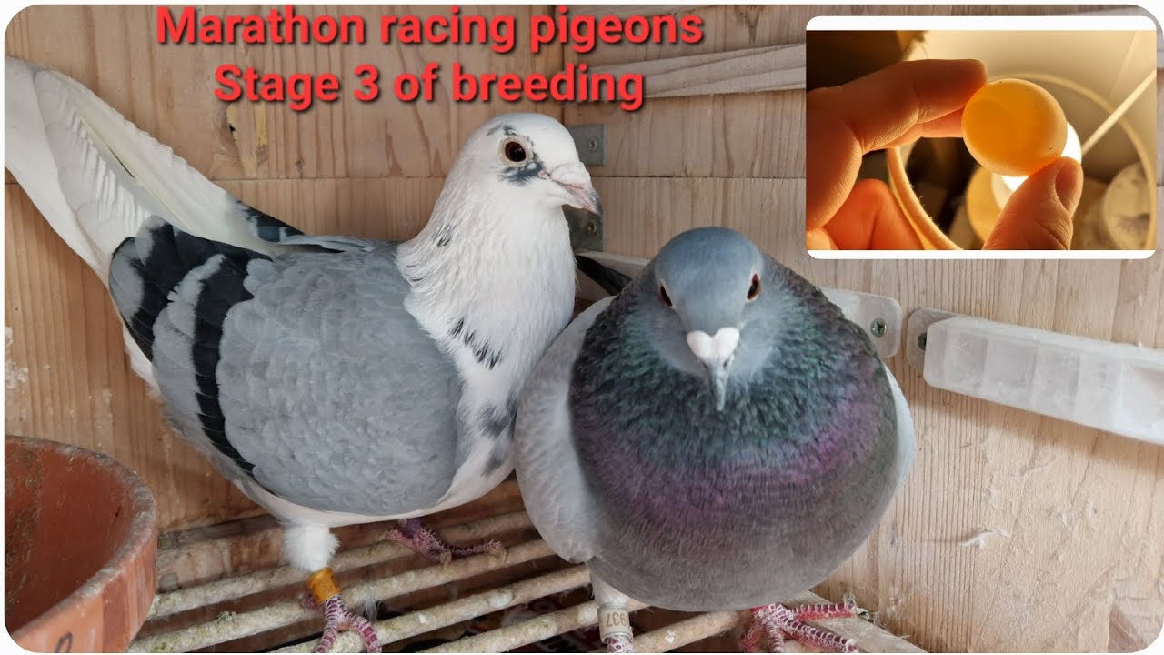 2023 - Breeding Extreme Long Distance Racing Pigeons - Stage 3 (02.02. ...