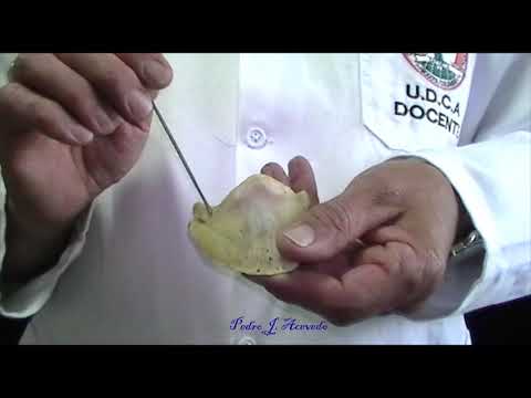 Tercera falange del equino - YouTube