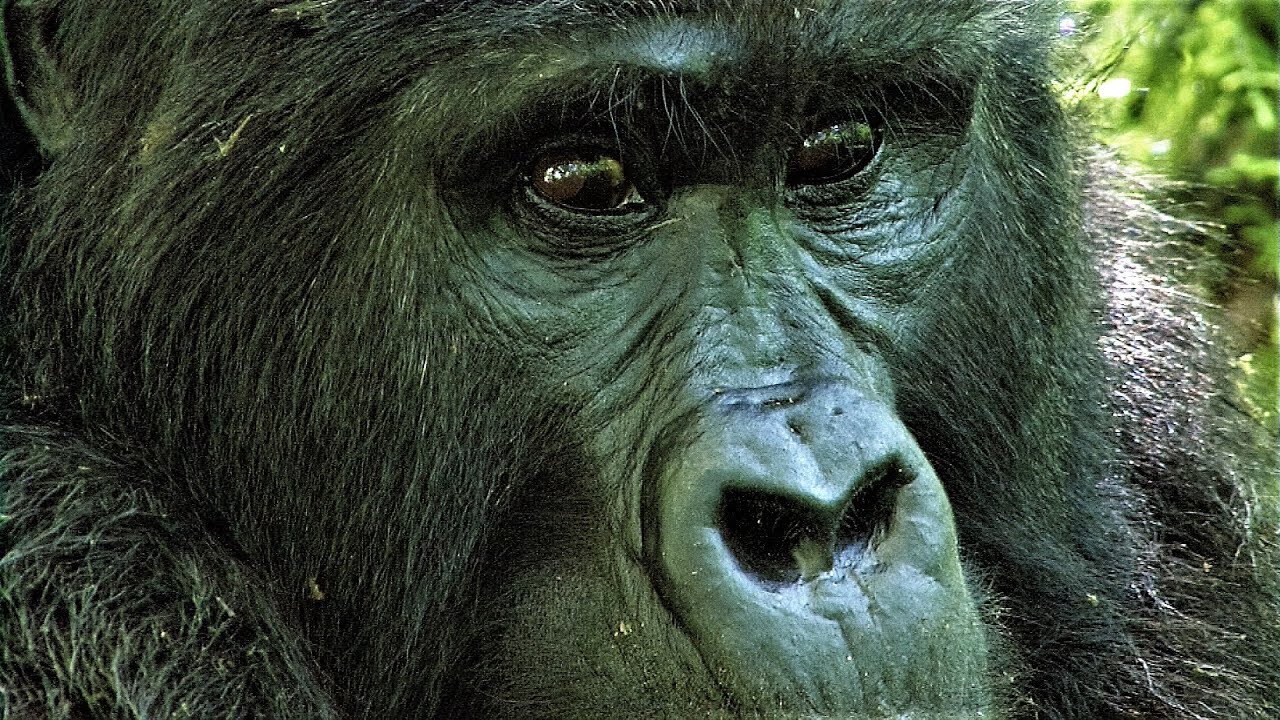 'MENSCHENAFFEN' - PRIMATEN - 2015/16 - ORANG UTANS - SCHIMPANSEN ...