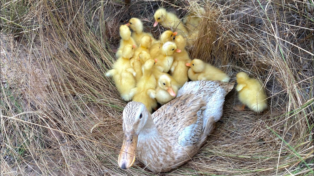 Wow wow Amazing Pekin Ducklings Hatching From Eggs_Nee Baby Duck Cute ...