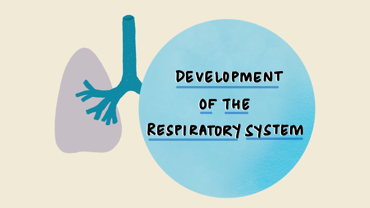 Development of the Respiratory System | Stages of Lung Development ...