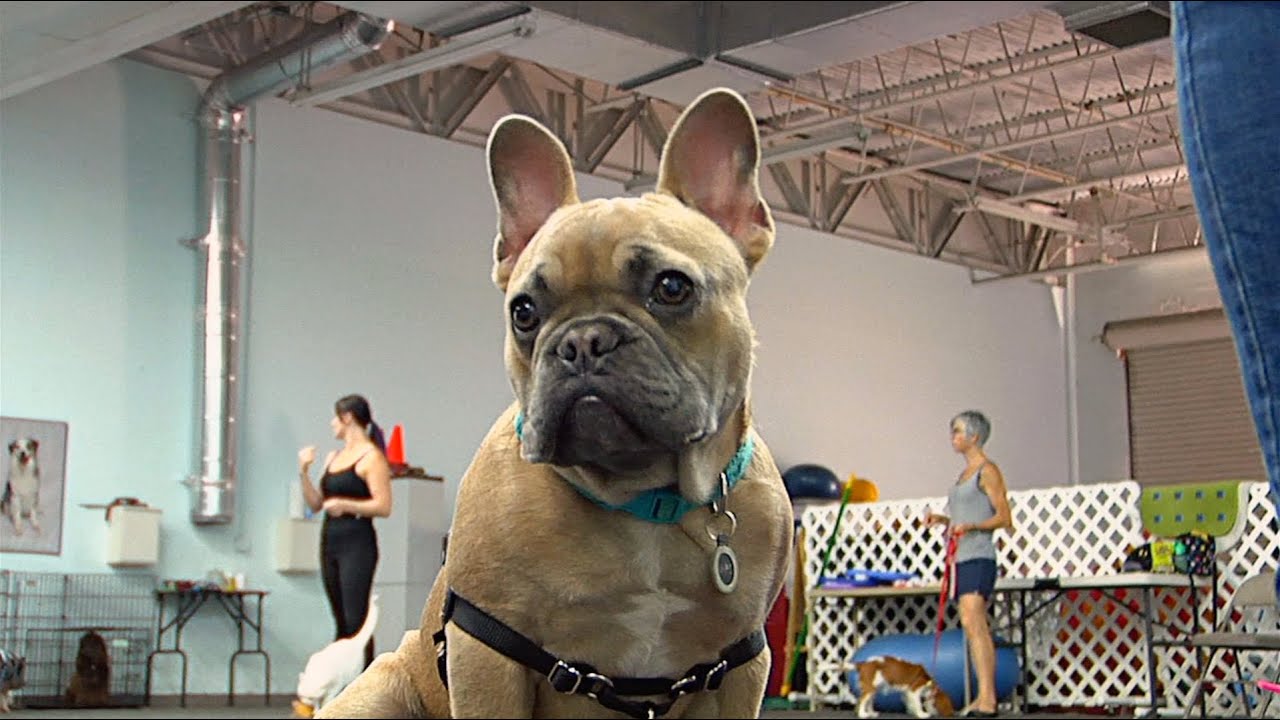 Take Paws: Puppy Training with Holly Blakney, CPDT-KA - YouTube