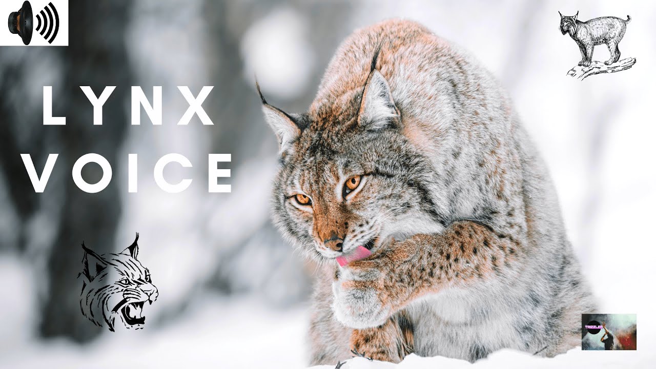 LYNX VOICE | GROWL | SNARL | PURRING | CHUFF | SINGLE GROWL | WILD CAT ...