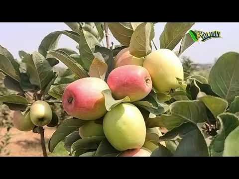 Apple Plants Nursery / Apple Growing at Bengaluru/ Hot Climate Apple ...