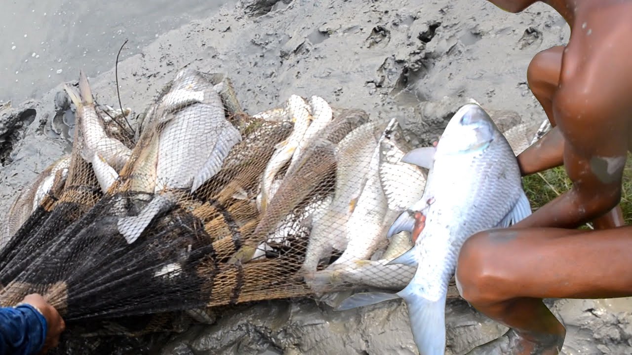 Fishing Exciting, Use A Large Capacity Net, Catch Many Of Fish In The ...