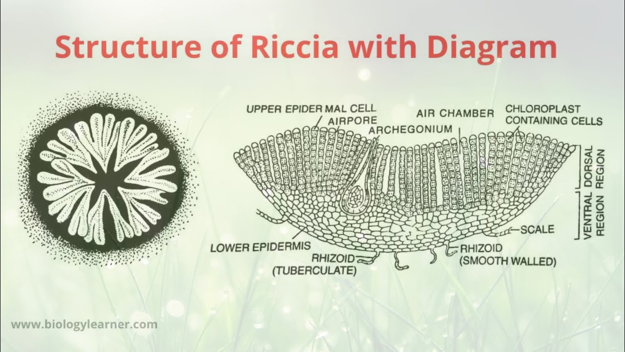 Structure and Distribution of Riccia | External and Internal Structure ...