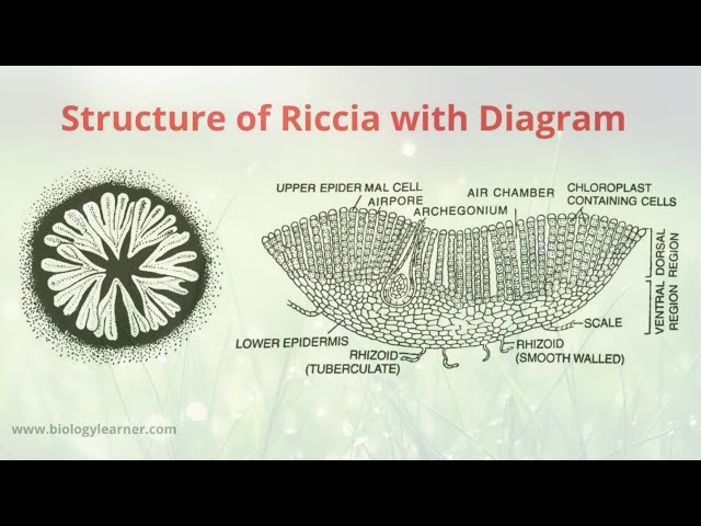 Riccia Diagram Quick Notes On Riccia (With Diagrams) | Biology