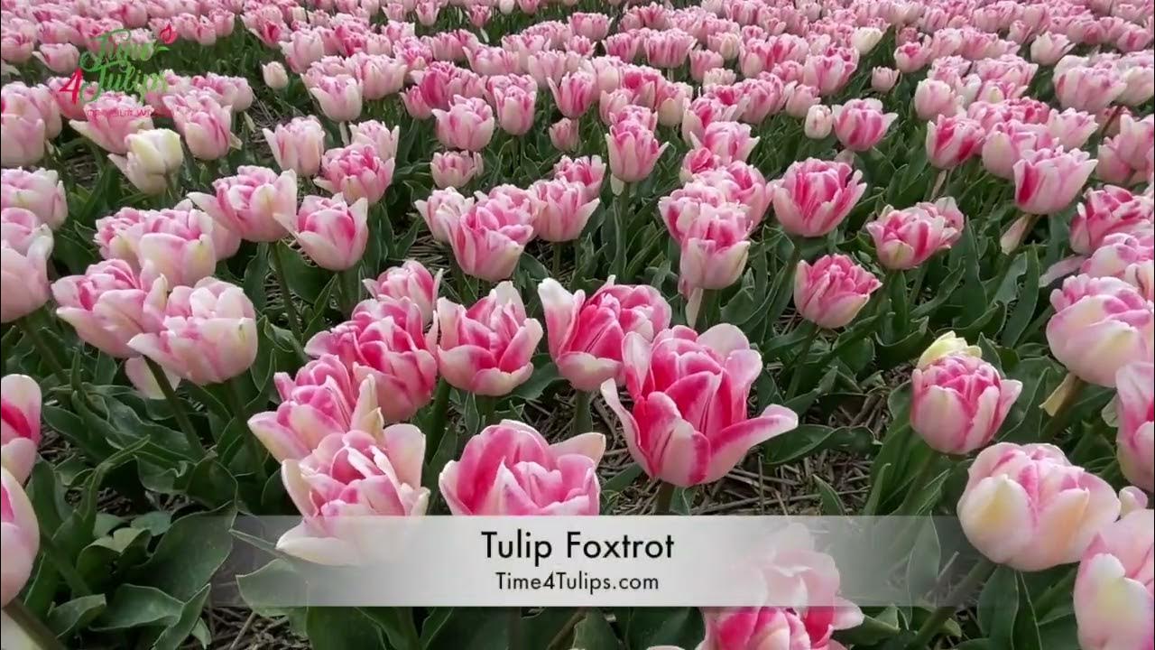 Tulip Foxtrot | Time4Tulips.com - YouTube