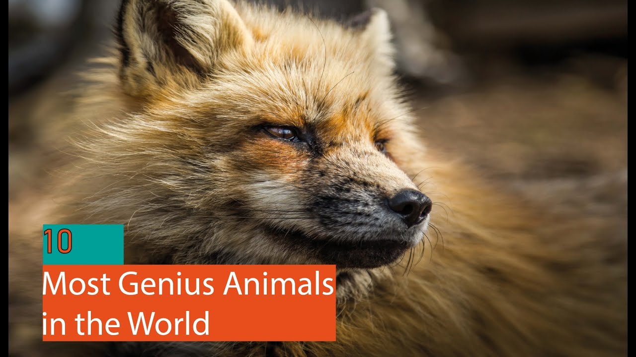 Top 10 Most Genius Animals In The World | The Fun Facts - YouTube
