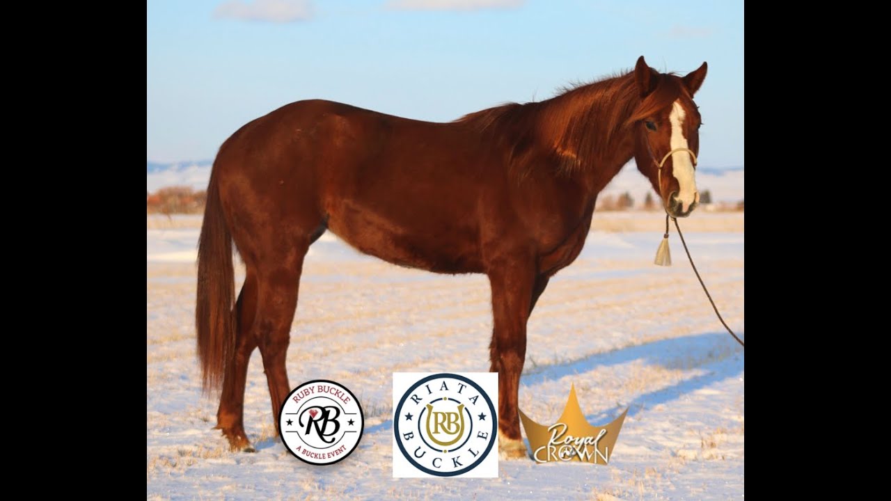 CONEJITA BUCKLES- 2020 AQHA Mare by SHOW ME THE BUCKLES- Riata Buckle ...