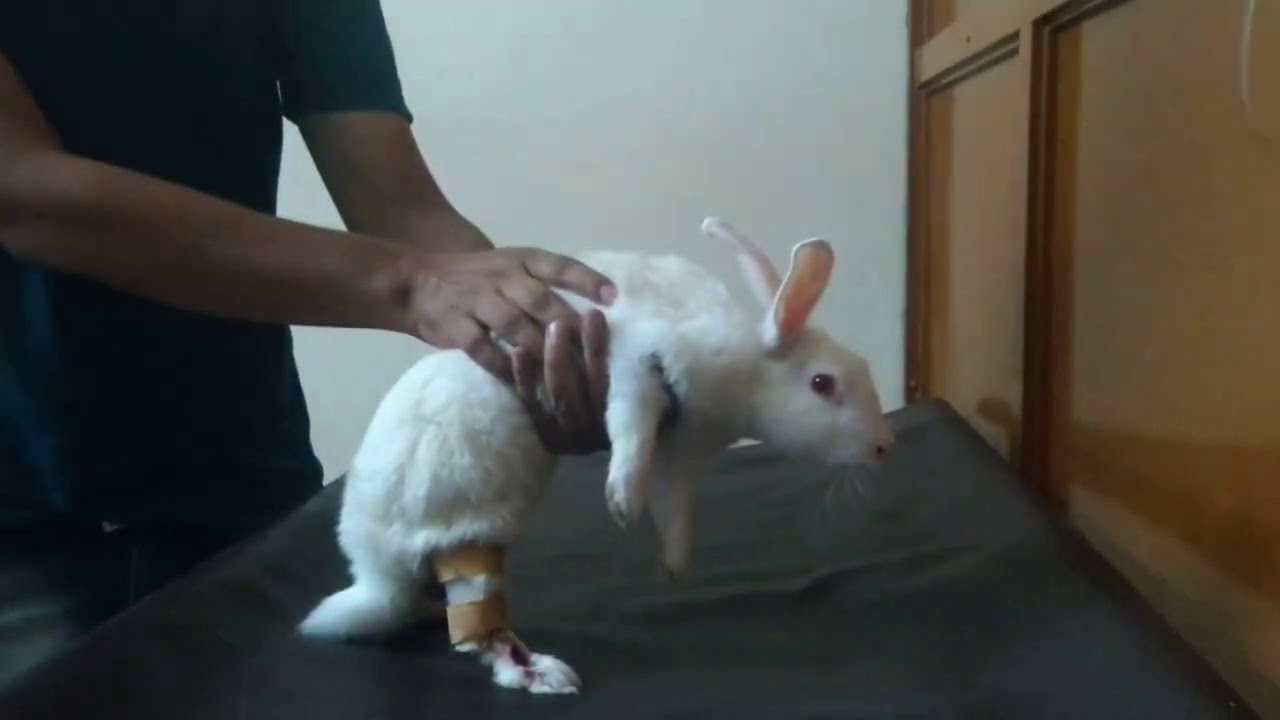 Rabbit gets Prosthesis: Walks Again with Krishna Limb - YouTube