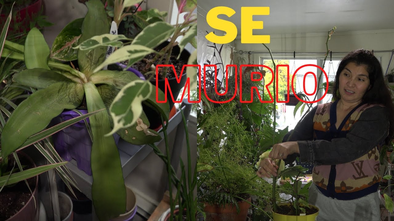 PLANTAS DAÑADAS....MUY FEAS - YouTube