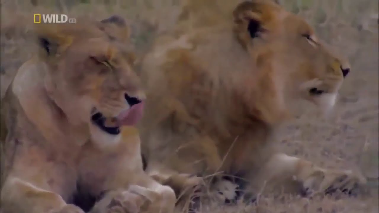 Lions Prey On Animals In African Jungle - Nat Geo Wild - YouTube