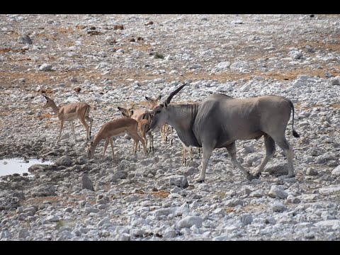 Eland bull making clicking sounds