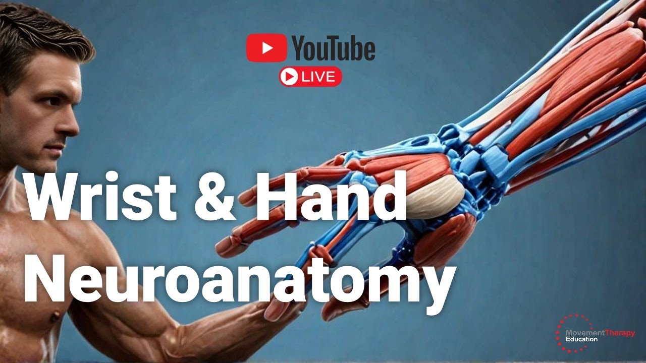 The Fascinating Nerve Network of Your Hand - YouTube