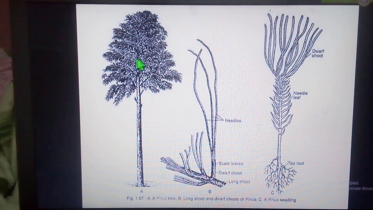 Pinus Diagram
